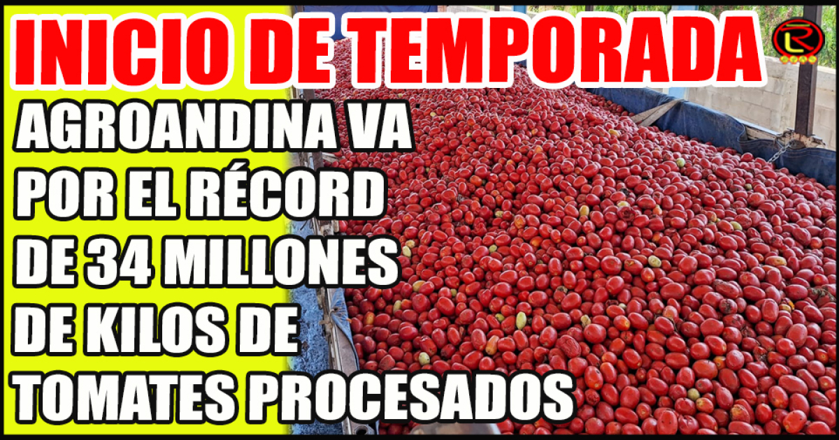 La Empresa tiene un promedio de 800 mil kilogramos de tomates ...